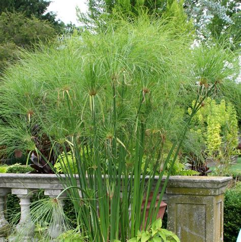 Tropical Papyrus King Tutcyperus Papyrus Minnesota Water Garden Society