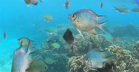 고글 깊은 깊이 다이버 다이빙 다채로운 물고기 레저 레크리에이션 물 물고기 바다 바다 경치 바다의 산호 산호 다양성 산호초 산호초 생태계