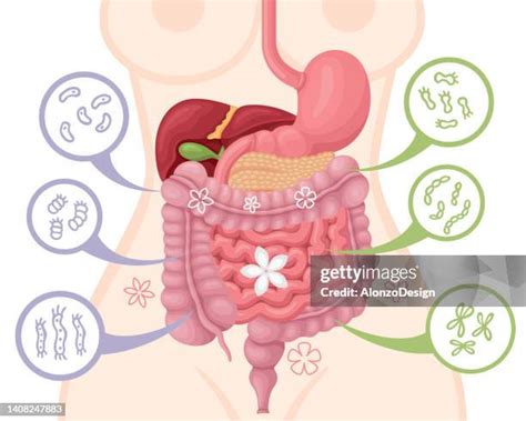 337 Immune System Drawing High Res Illustrations Getty Images