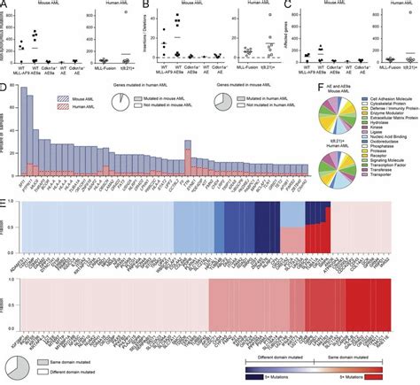Mouse Aml Reflects The Mutational Landscape Of Human Aml A C The Download Scientific Diagram