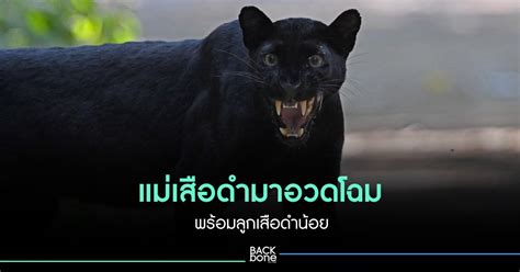 แม่เสือดำมาอวดโฉม พร้อมลูกเสือดำน้อย