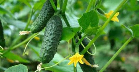 The Health Benefits Of Cucumber A Refreshing Superfood