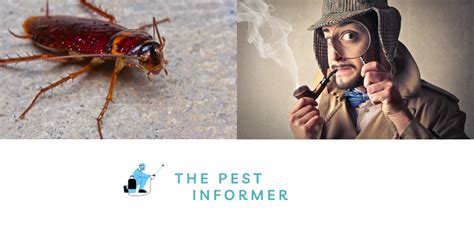 6 Types Of Cockroaches And How To Identify Them With Pictures The