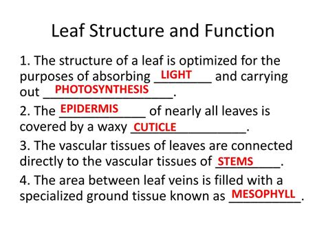 PPT Leaves Structure Function PowerPoint Presentation Free Download ID