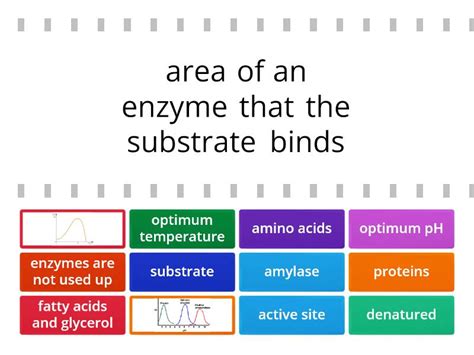 Enzymes Find The Match