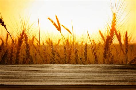 Wood Board Table In Front Of Field Of Wheat On Sunset Light Stock Image Image Of Empty Design
