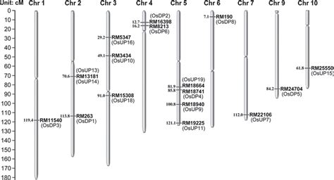 Rice Chromosomal Location Of Genes Encoding Differentially Expressed