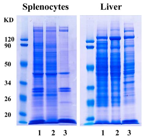 Sds Cell Lysis Buffer Recipe Bryont Blog
