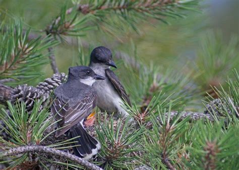 Nesting Eastern Kingbirds 10000 Birds