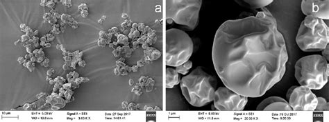 Scanning Electron Microscopy Sem Of Microparticles Containing Download Scientific Diagram