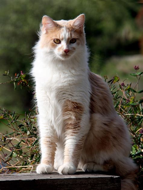 Domestic Longhair Cat Free Photo On Pixabay Pixabay