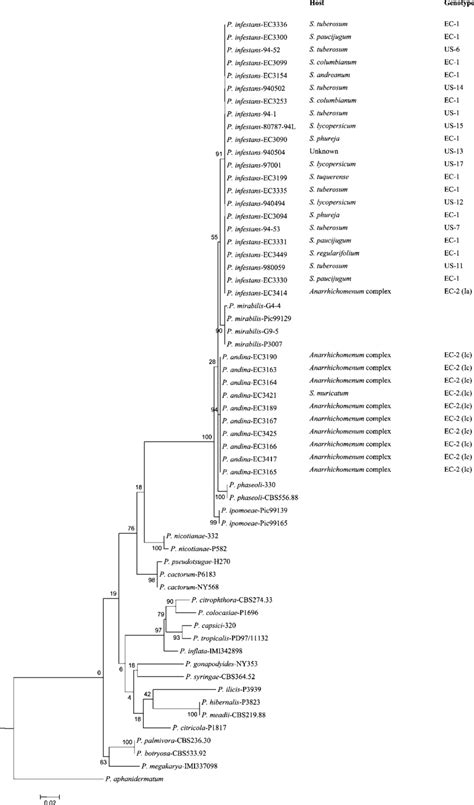 Maximum Likelihood Ml Tree Illustrating Phylogenetic Relationship