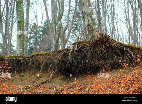 Soil Erosion Deforestation