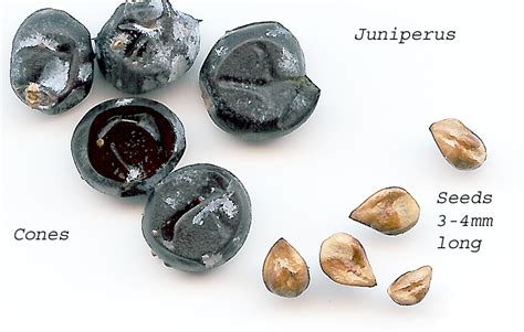 226 Juniper Biology Libretexts