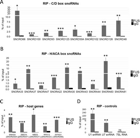 Rna Immunoprecipitation Rip Experiment To Test Whether Fus Can Bind Download Scientific