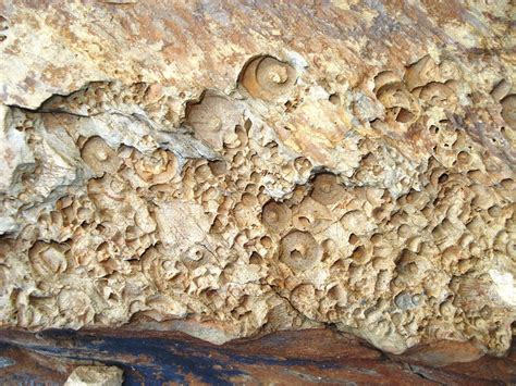 Near Complete Crinoid Fossil North Uk Fossil Collecting