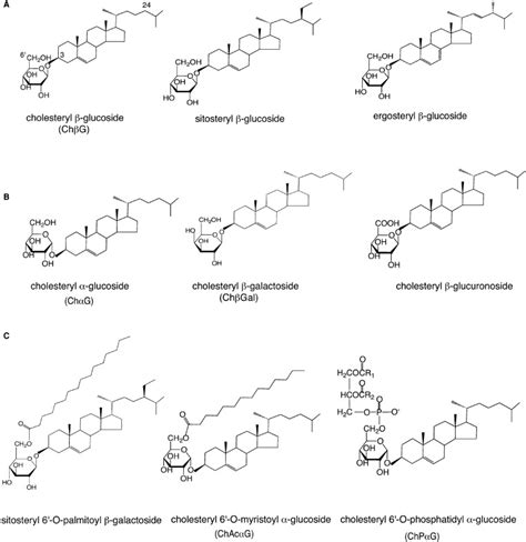 Structure Metabolism And Biological Functions Of Steryl Glycosides In