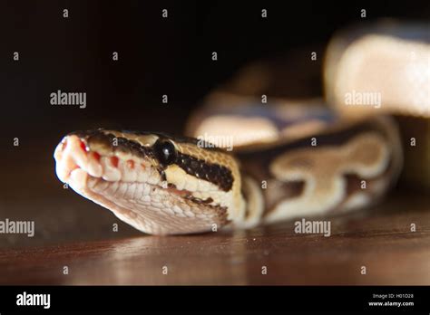Ball Python Patterns