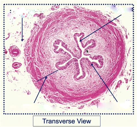 Transverse Section Of Ureter Histology Diagram Quizlet