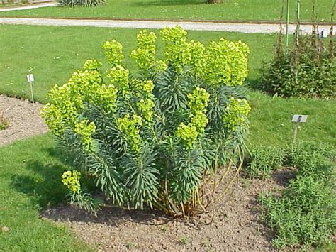 Bestel Euphorbia Characias Voordelig Bij Plantenweelde