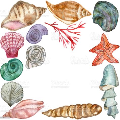바다 조개의 집합 그린 수채화 서 예 비와 흰색 배경에 고립 손으로 그린 아름 다운 초대 디자인 인사장 포스터 및 가방 건강한 식생활에 대한 스톡 벡터 아트 및 기타 이미지