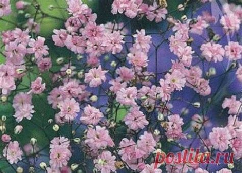 Гипсофила многолетняя однолетняя посадка и уход вид изящная метел сад Постила