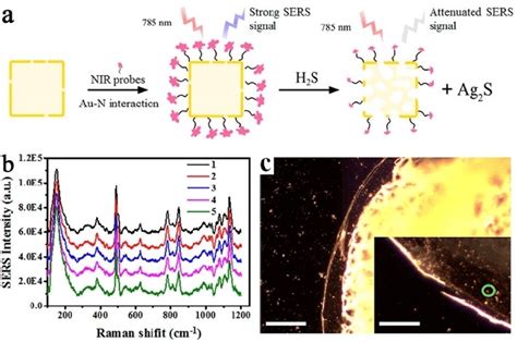 A Auag Nbsdttc Nir Sers Nanosensor For H 2 S Detection B Sers Download Scientific