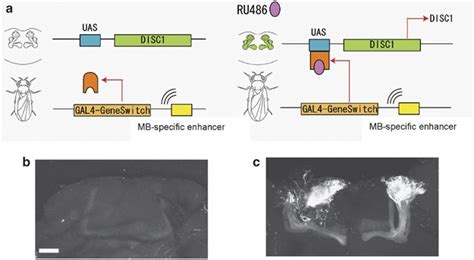 Nuclear Disc1 Regulates Cre Mediated Gene Transcription And Sleep Homeostasis In The Fruit Fly