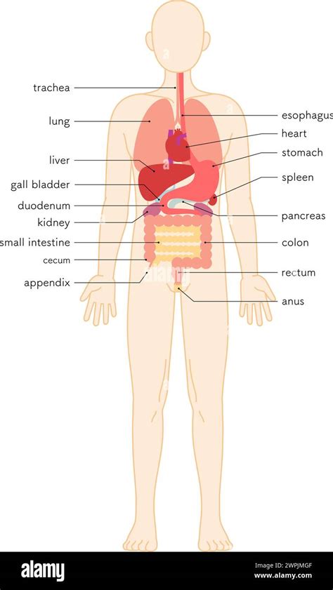Structural Drawing Of The Human Body Illustration Of Internal Organs