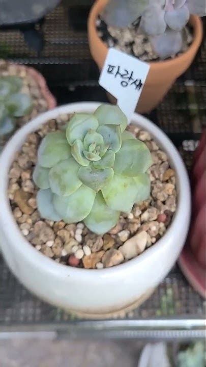 다육이 파랑새 💕 모음 Shorts Youtube