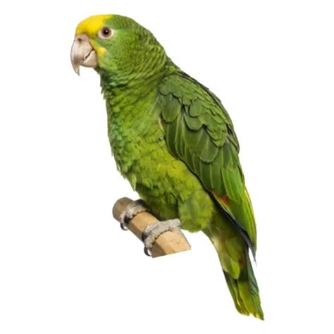 Pet Birds DNA Sexing Pranidhi Veterinary Diagnostics