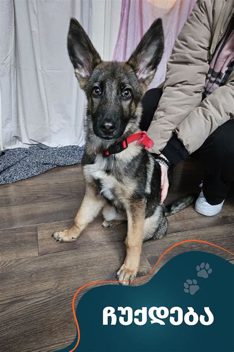 თათები ჩუქდება ყურცქვიტა