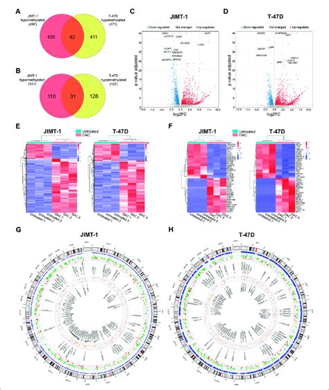 Integration Of Decitabine Dac Induced Dna Methylation And Gene Download Scientific Diagram