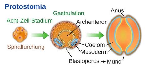 15 Difference Between Protostomes And Deuterostomes With Examples American Gardener