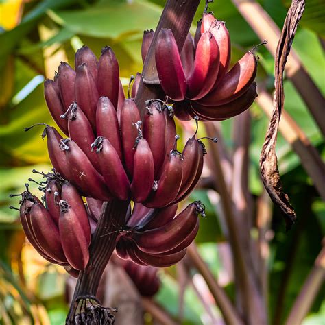 Sweet Red Banana Fruit Plants Haven Plant