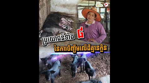 ប្រយោជន៍ទាំង ៨ នៃការចិញ្ចឹមលើដីគ្មានក្លិន កម្មវិធីកសិកម្ម Youtube