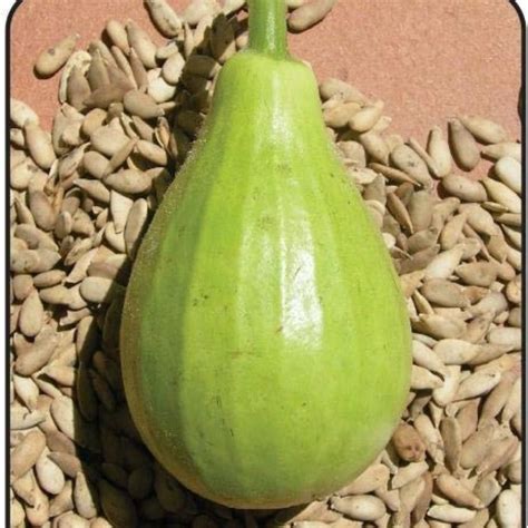 Bottle Gourd Bulb Seeds Seed Shop