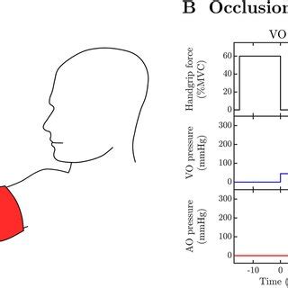 Figure Showing The Anatomy Of The Tibia The Long Bone Shaft Is Download Scientific Diagram