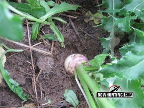 How To Plant Brassicas Types Of Hunting Food Plots For Deer Food Plot
