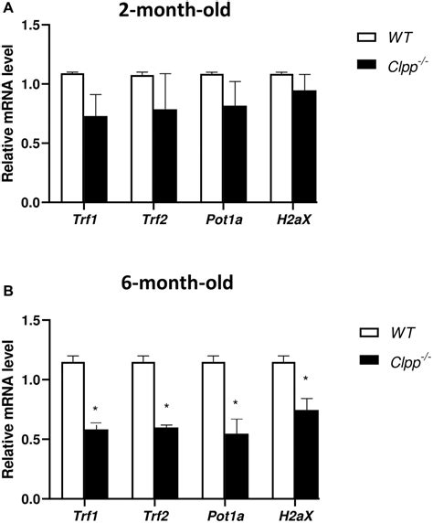 Disruption Of Mitochondrial Unfolded Protein Response Results In Telomere Shortening In Mouse