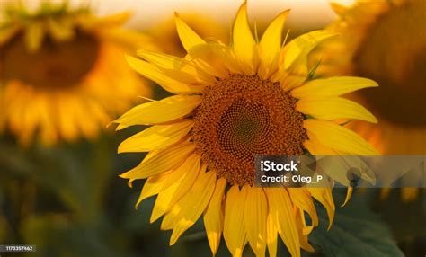 햇볕에 쬐는 해바라기는 부드러운 초점으로 닫힙니다 국가 필드 자연 배경입니다 해바라기 피는 오렌지 꽃 위의 일몰입니다 가을에 좋은 수확 활기찬 여름 이미지입니다 0명에 대한