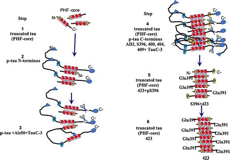 Frontiers Phf Core Tau As The Potential Initiating Event For Tau