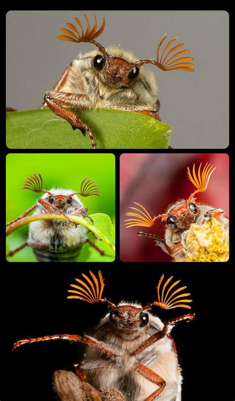 The Cockchafer Beetle These Beetles Use Chemosensory Organs On Their Antennae To Detect The Sex