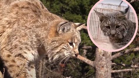 Bobcat Attack