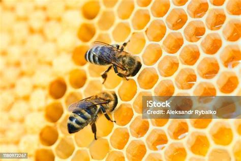 카피 스페이스가있는 벌집에 꿀벌 벌집의 매크로 사진 꿀벌은 신선하고 건강한 꿀을 생산합니다 가까운에 대한 스톡 사진 및 기타