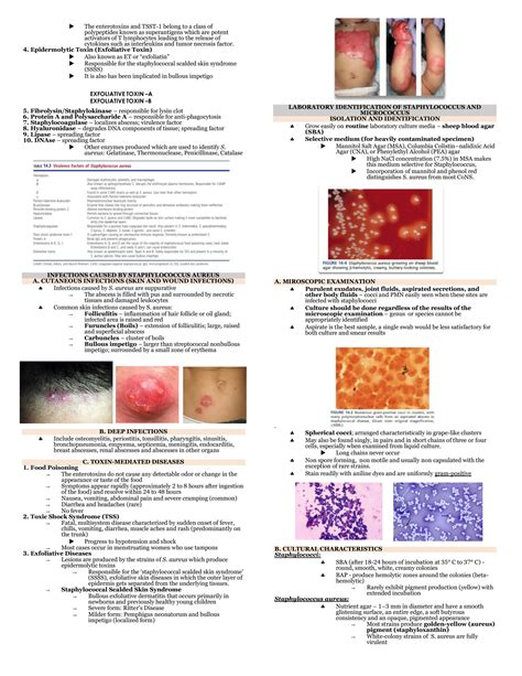 SOLUTION Staphylococcus And Micrococcus Studypool