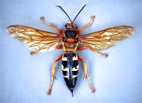 Trending And Most Common — Texas Insect Identification Tools