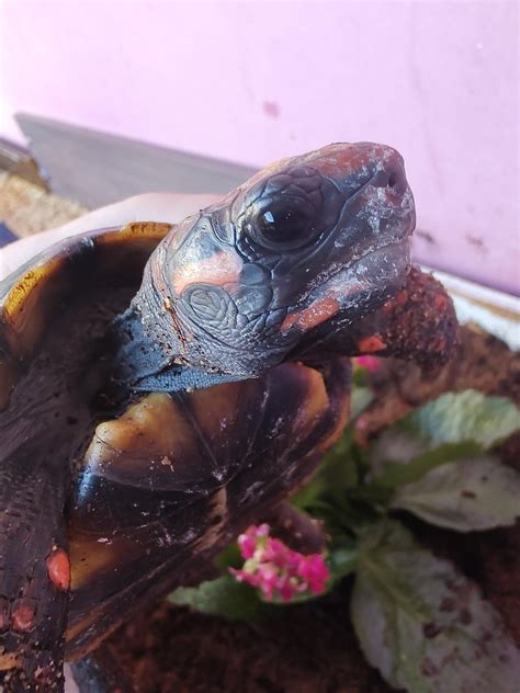 Face After Cuttlebone Rtortoise