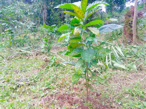 ဒေသ၏ အဓိကဖာလာပင်များအား ခုတ်ထွင်ရှင်းလင်း၍ ရိုဘတ်စတာကော်ဖီပင်များ တိုးချဲ့စိုက်ပျိုး