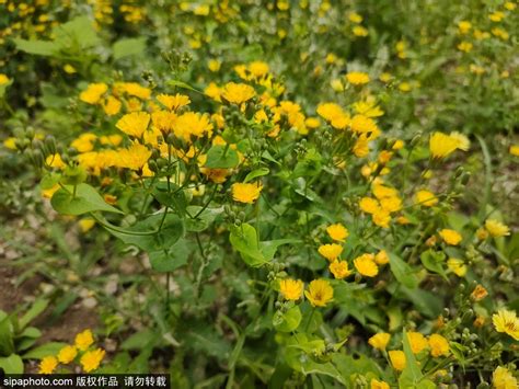 北京大兴碧海公园郁郁葱葱 繁花盛开迎夏季